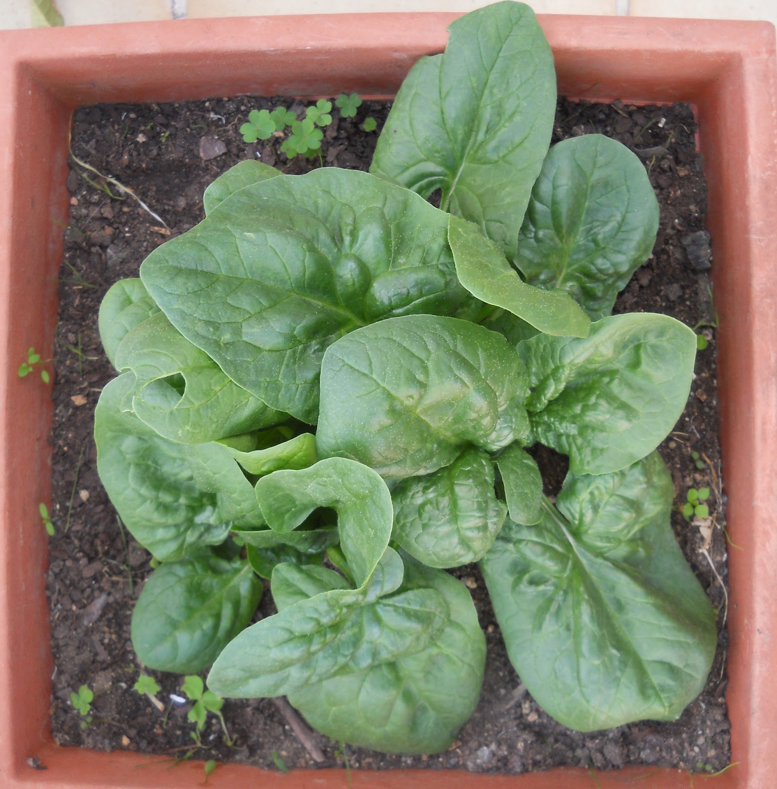 Plantas para hombres: espinaca