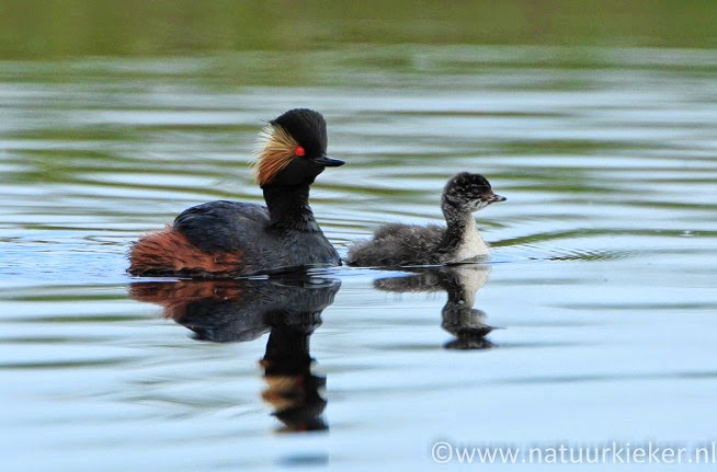 Geoorde fuut met jong
