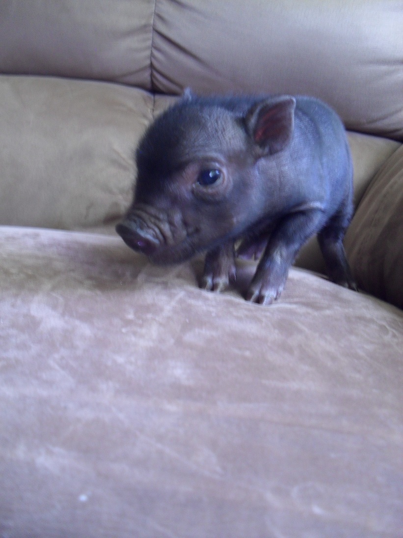 Puny Porker's micro mini pigs: Piglets for sale