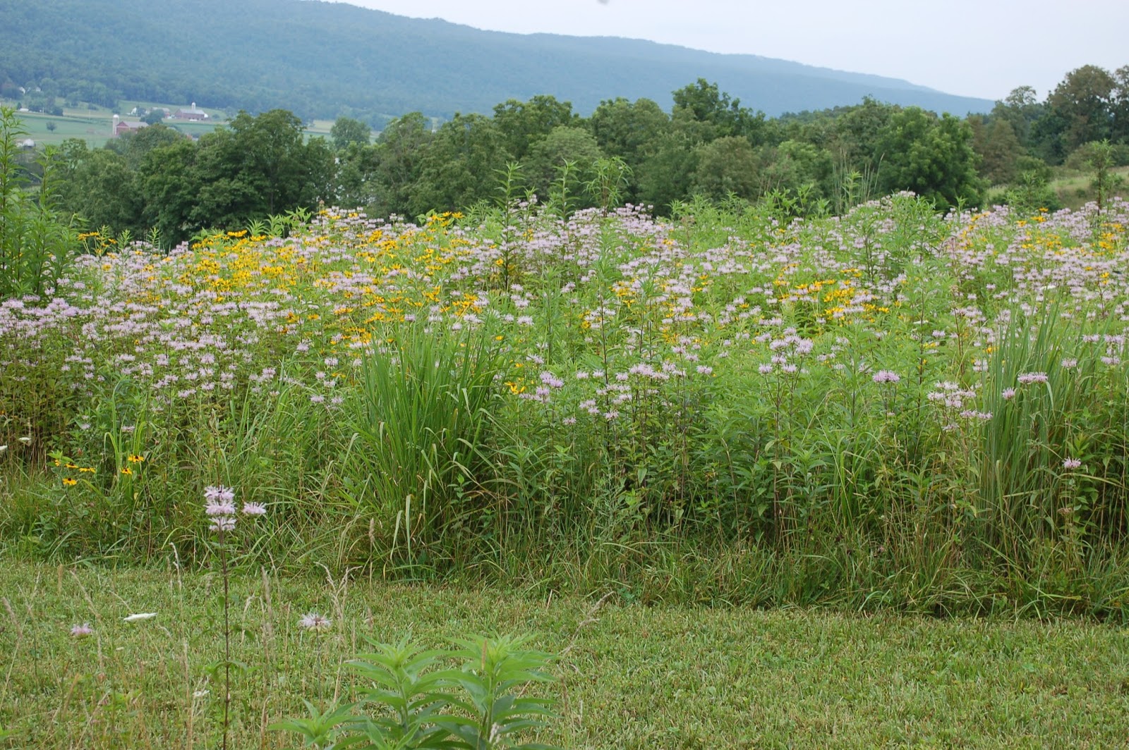 Native Plant Action Network: May 2014