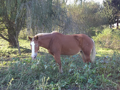 Pure Country Living: The Witness movie location tour: As i tour the now ...