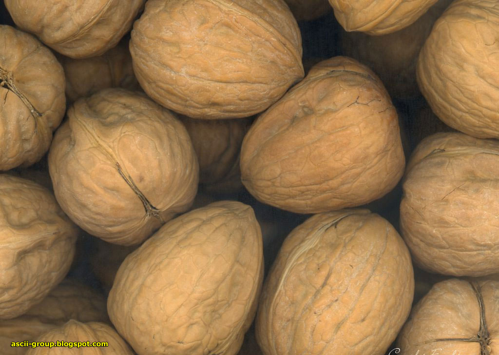 استعمالات وفوائد الجوز الطبية Uses and benefits of medical nut