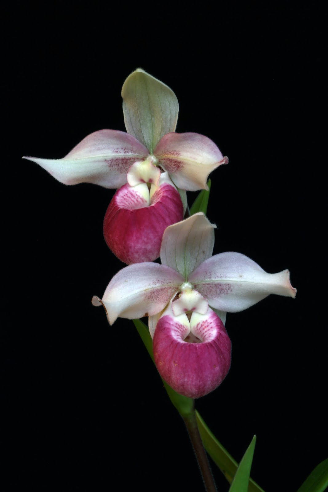 Orchids in Bloom: Phragmipedium Cardinale 'Birchwood' AM/AOS