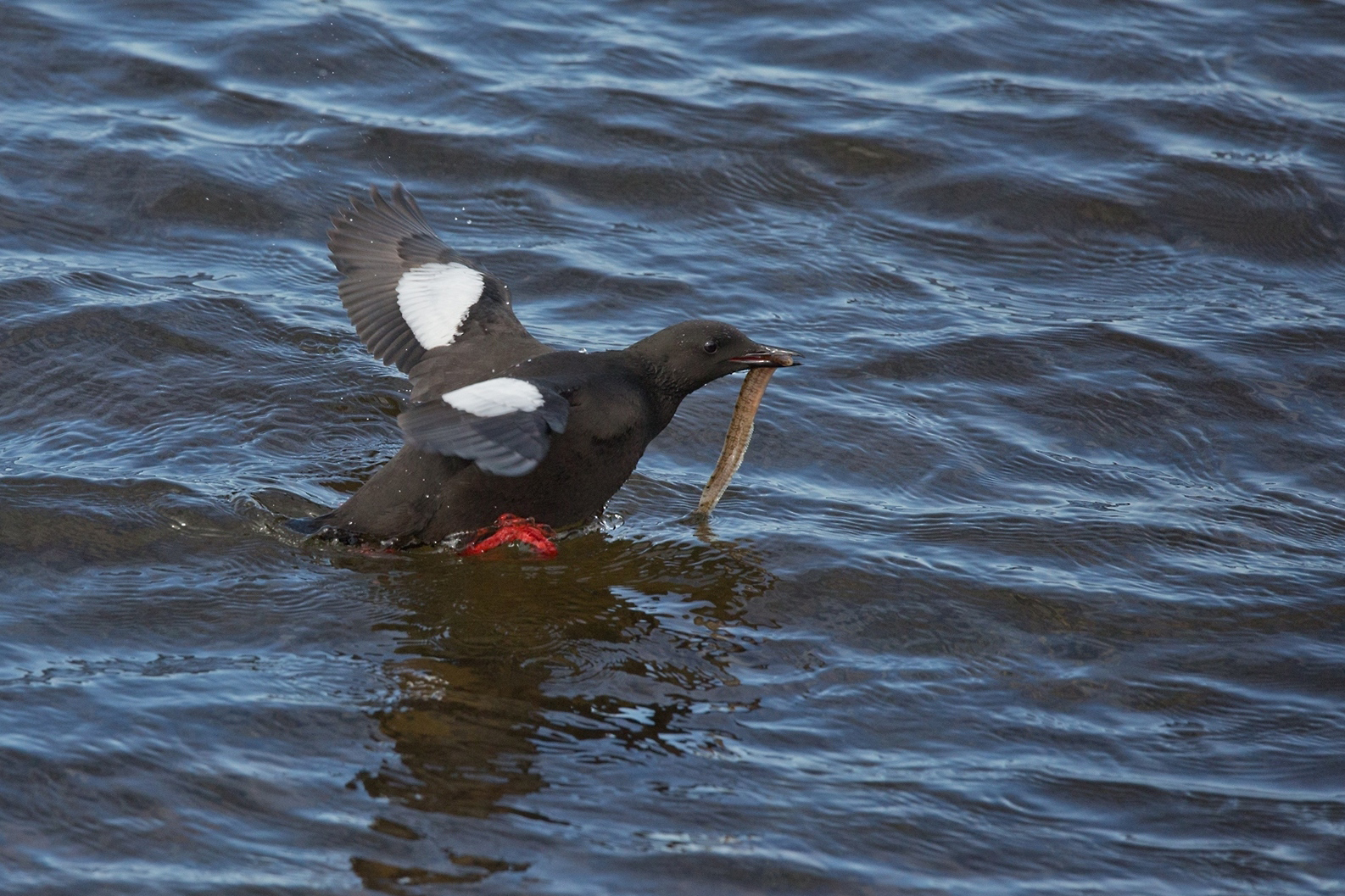 Natuurfotografie: Zwarte Zeekoet vangt Puitaal.