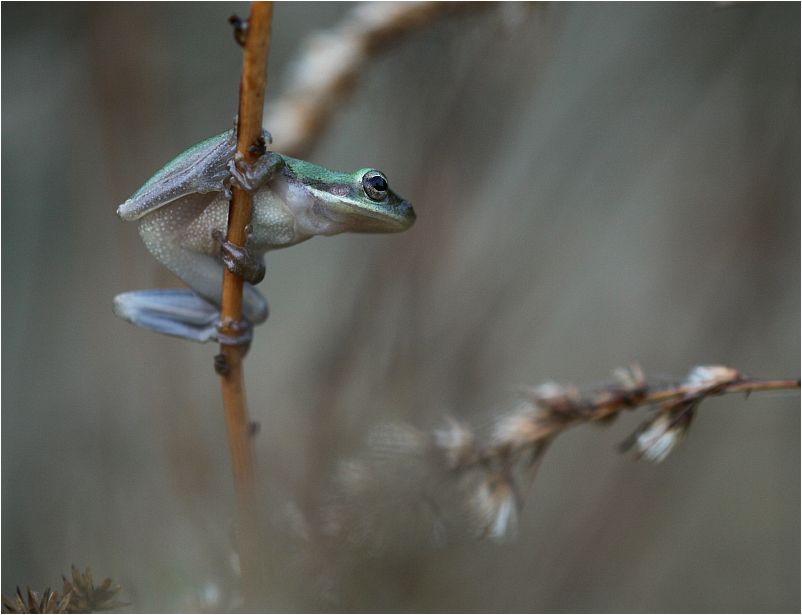 Tree Frog ID - Field Herp Forum