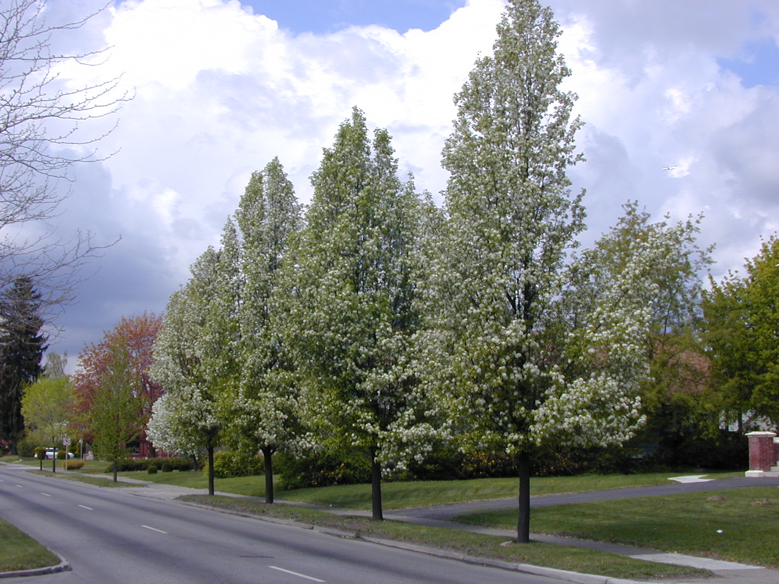 Trees of Santa Cruz County: Pyrus calleryana - Callery Pear