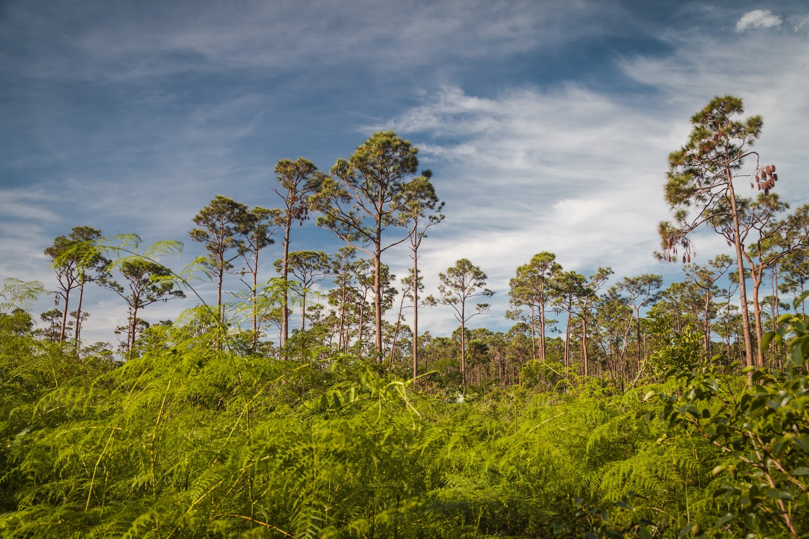 Grand Bahama - Island of Wild Beaches and Hurricanes - Explore the ...