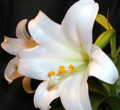 Shop Hoa Oải Hương Khô - Giá rẻ: Hoa Ly Ý nghĩa ngập tràn những màu hoa