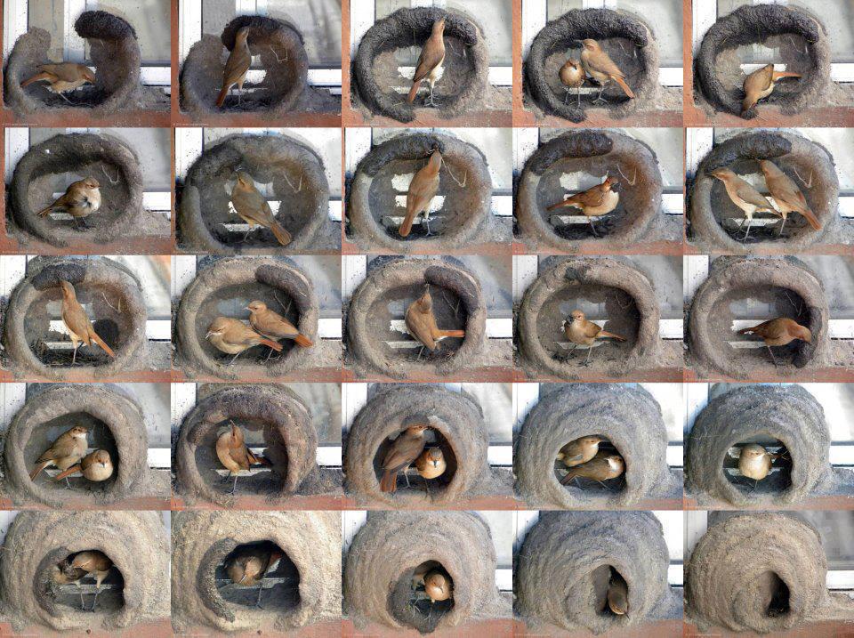 ACTUALIZACIONES TURISMO: VIAJES Y CALIDAD DE VIDA: Hornero (Furnarius ...