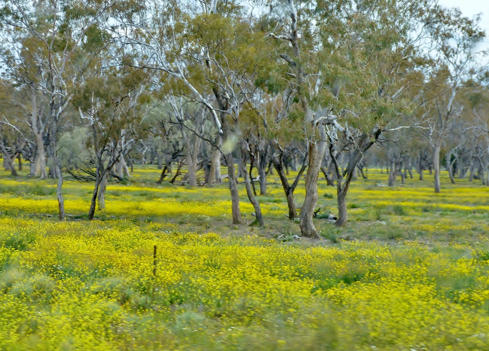 Musing Round Australia: Walgett 6 September 2015