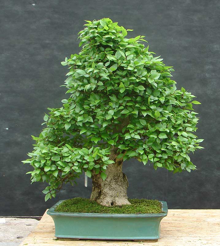 Walter Pall Bonsai Adventures: 30 Japanes trees for sale - German and ...