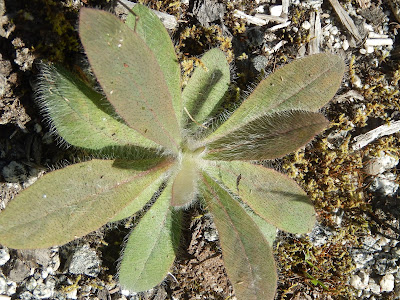 Powell River Books Blog: Coastal BC Plants: White-Flowered Hawkweed