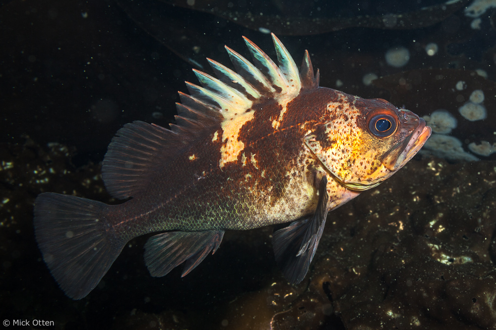 Mick's marine biology: Fish of Vancouver Island - some under threat of ...