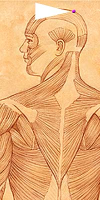 acuxo | Acupuncture Point Locations, Descriptions, and Actions: GV 20 ...