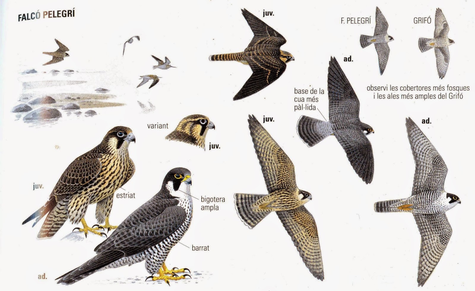 Biologia de camp: Ocells que cacen ocells (rastre depredació)