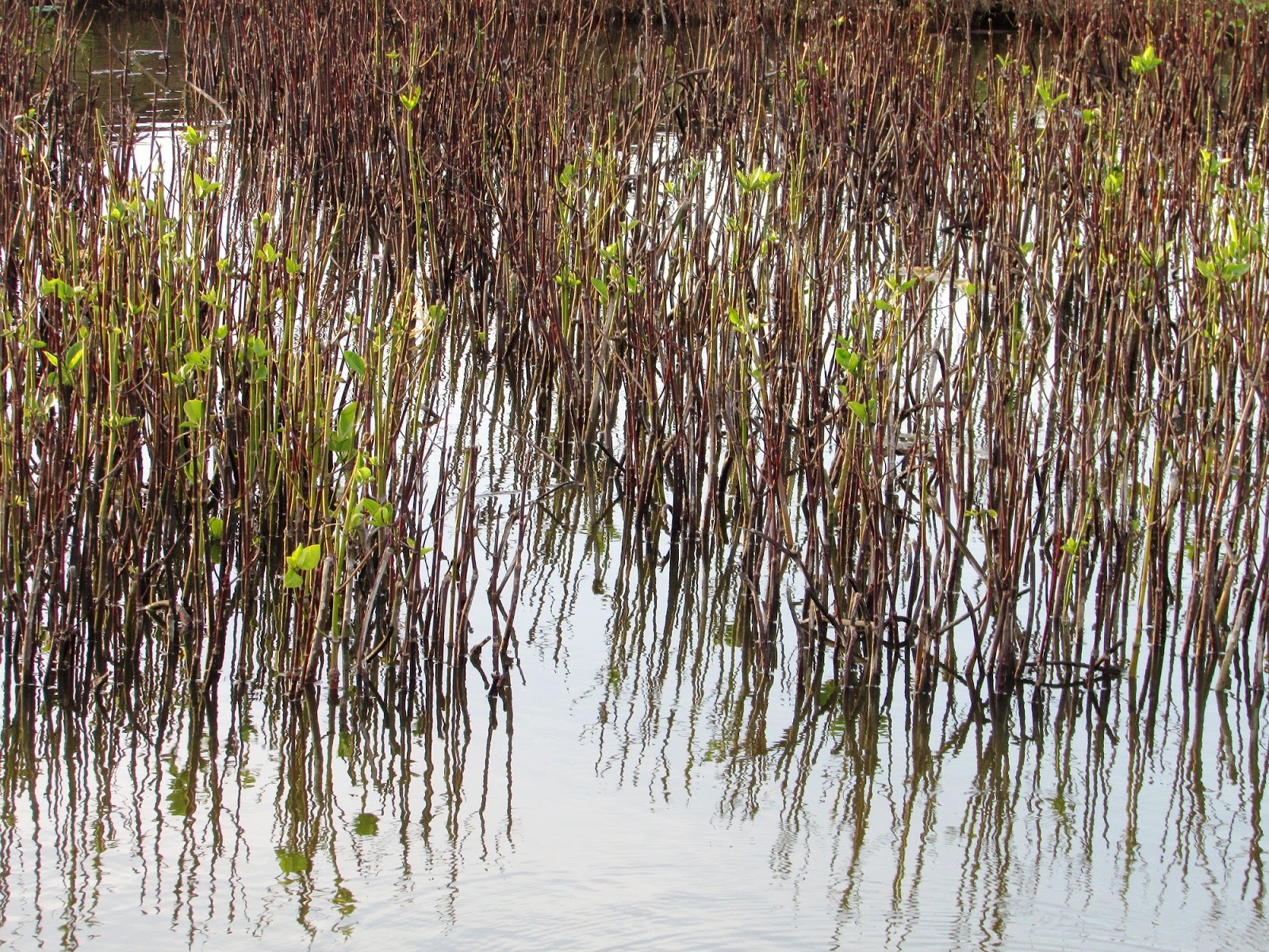 FOTO; Pohon Bakau Hutan Mangrove - Foto Lepas