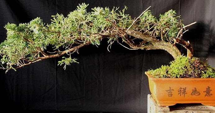 Trained Bonsai Tree - About Bonsai