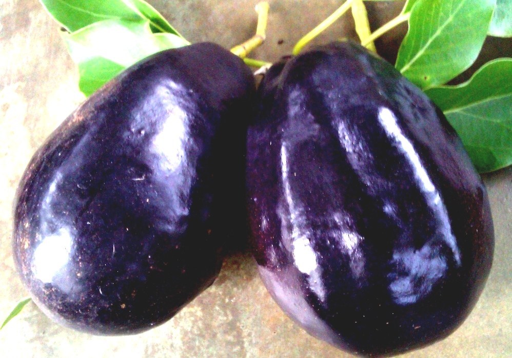 Lula (avocado) - Florida Avocado Varieties