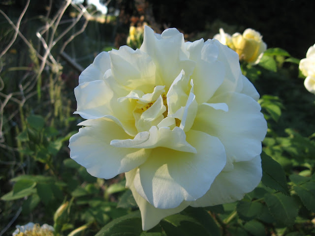 Weeding on the Wild Side: Monday Mellow Yellows July 1, 2013
