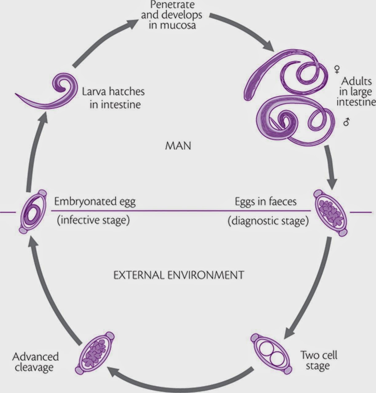 TRICHIURIS TRICHIURA