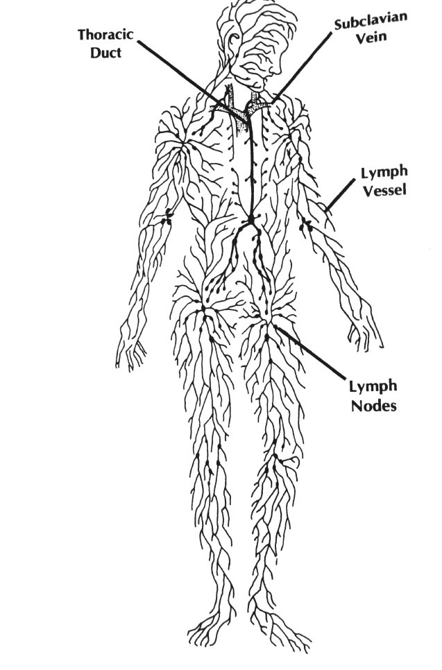Holistic Health Corner