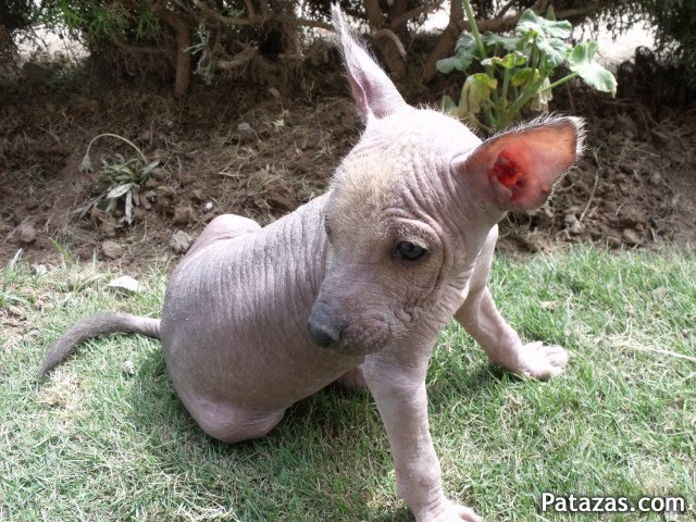 PERRO PERUANO TOMMY: RAZA EL PERRO PERUANO. PATRIMONIO DE LA NACION.