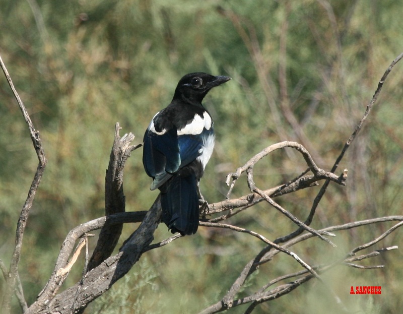 Aves de Aragón : Urraca