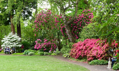 Daniel's Pacific NW Garden: Chickens, rhodendrons, cat.