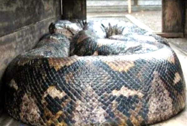10 Ular Terbesar di Dunia yang Pernah Ditemukan | Harian10