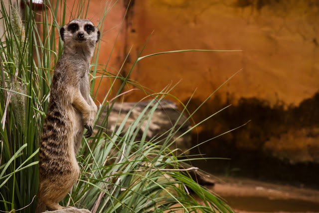 Meet Me In Montauk - a photographic blog: Taronga Zoo - Meerkats