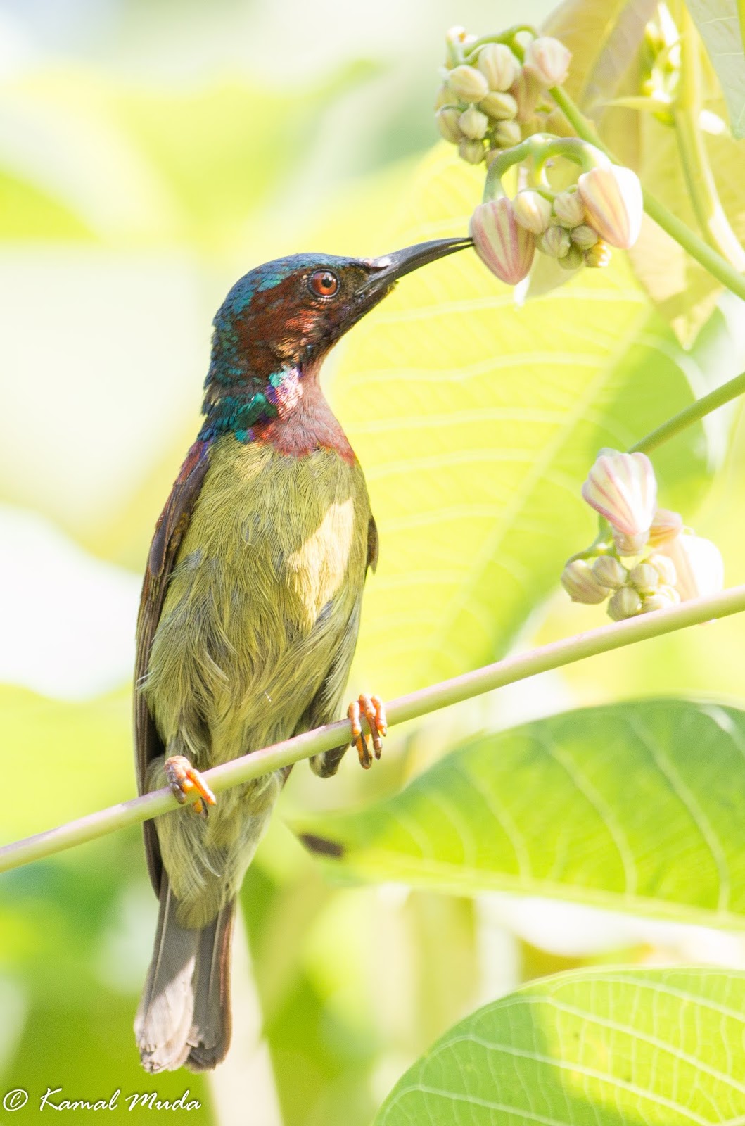 SOUTH EAST ASIA BIRDS - Malaysia birds paradise: Red Throated Sunbird
