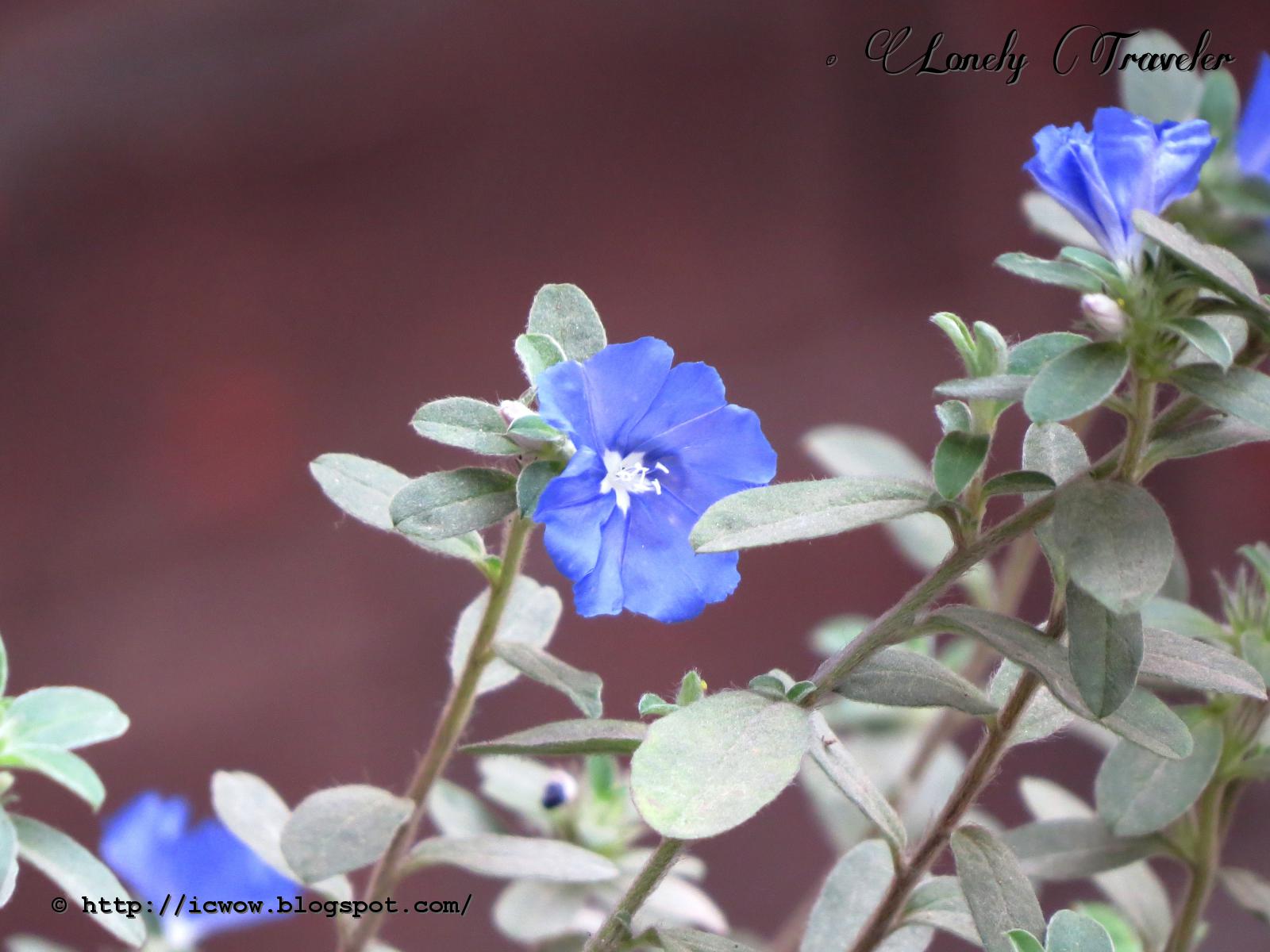 Blue daze - Evolvulus glomeratus