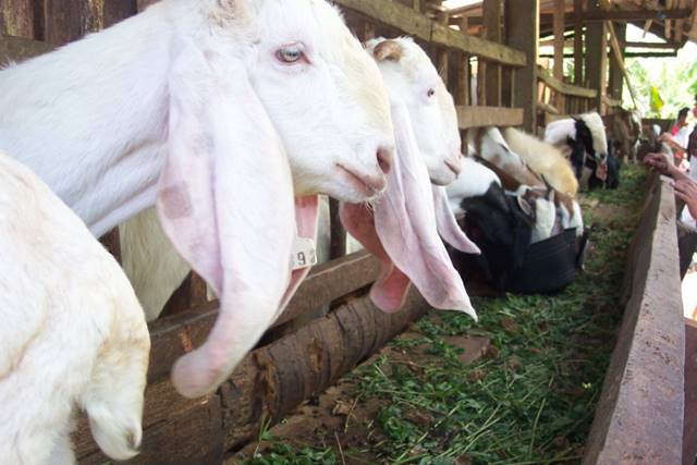 MODERN FARMS: 10 LANGKAH BETERNAK KAMBING YANG EFEKTIF