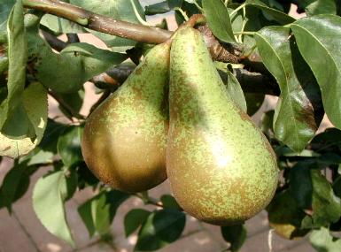 Wymarzony ogród: Grusza 'Konferencja'