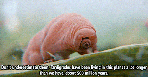 Blog do Professor e Biólogo Edris Queiroz: Bicho mais curioso do ...