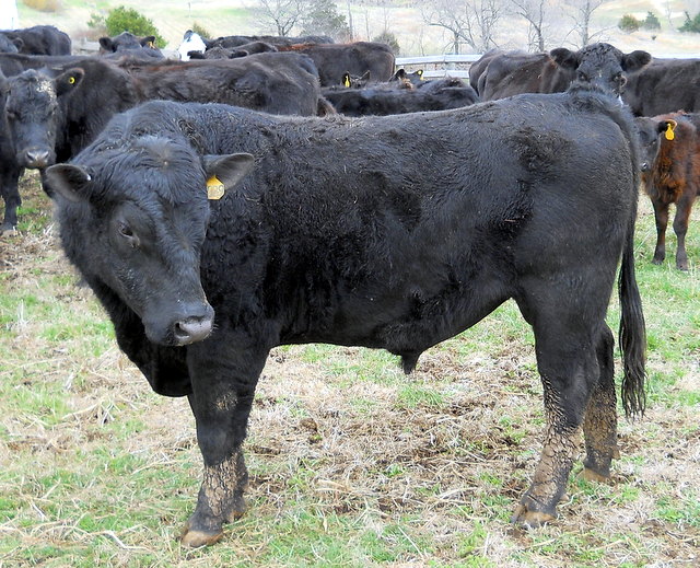 Blue Country Magic: A Lot of Bull