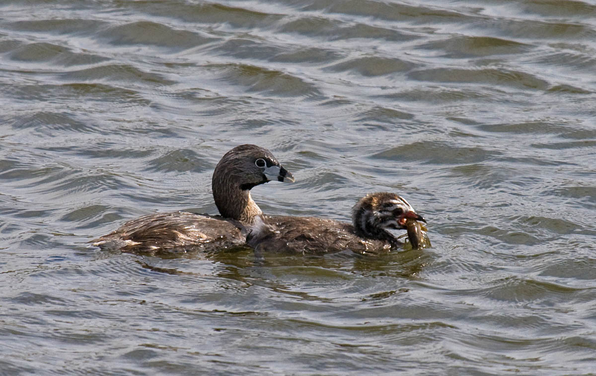 Pied-billed Grebe with chick - Greg in San Diego