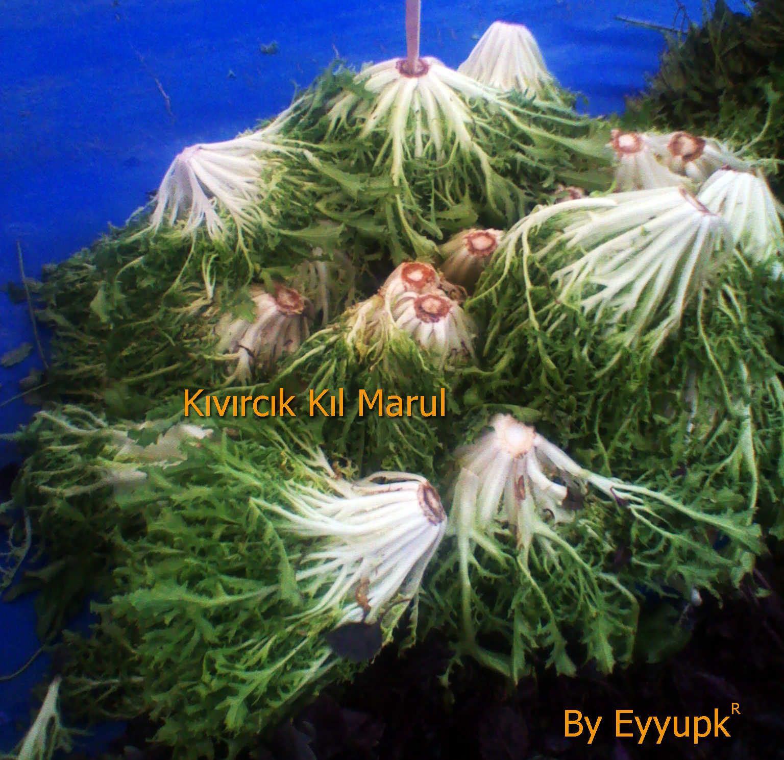 Tarım Siteniz: Marul Çeşitleri