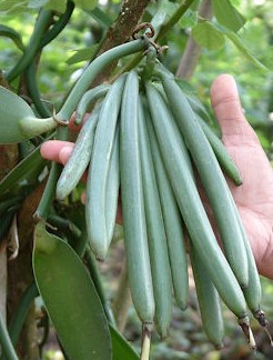 Mengenal Tanaman Vanili - GEMA PERTANIAN