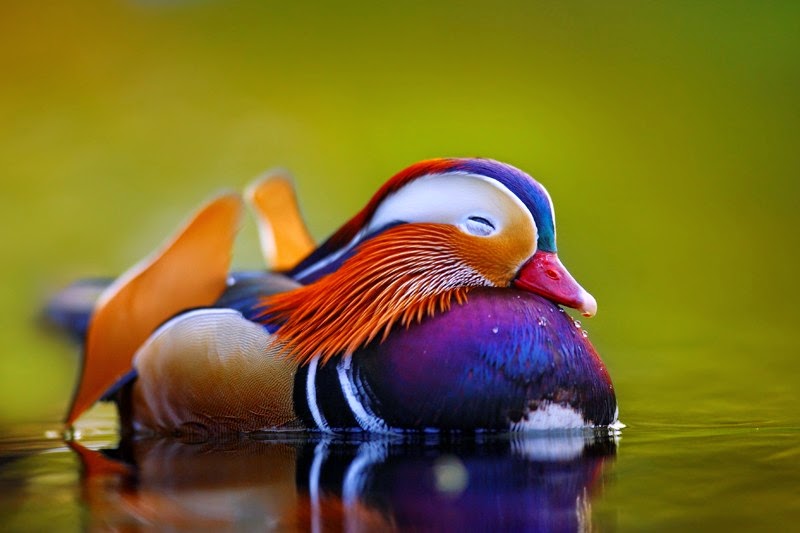 Pulitissima: L' ANATRA MANDARINA