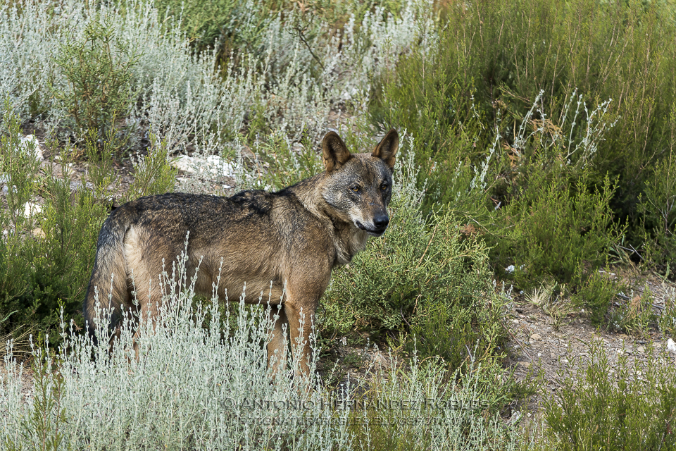Fotografia de Vida Salvaje - Wildlife Photography: EL SUCIO NEGOCIO DEL ...