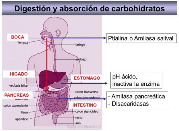 BIOQUÍMICA: ¿CÓMO SE DIGIEREN LOS CARBOHIDRATOS?