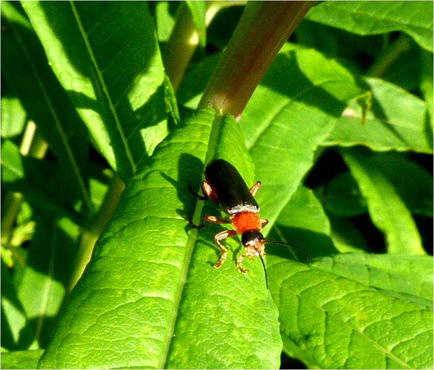 Insects of Scotland: Other Beetles