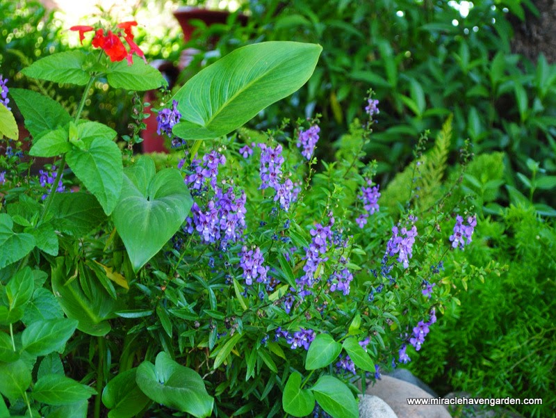 Miracle Haven Garden: Three Tips to Keep Plants Alive!