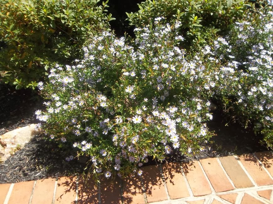 Future Plants by Randy Stewart: Kalimeris - Japanese Aster