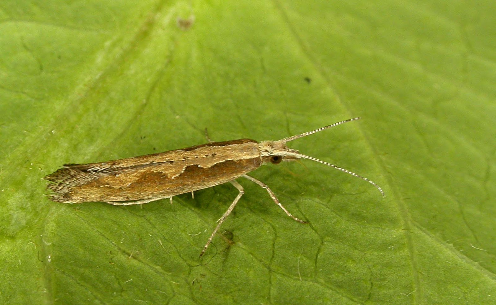 Darley Dale Wildlife: Moth update - Diamondback Moth