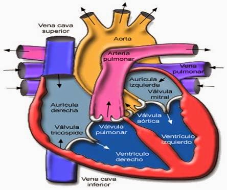 El Cuerpo Humano: feto
