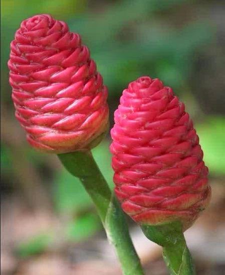 Manfaat Lempuyang Wangi Untuk Kesehatan Dan Cara Mengolahnya | Tips Sehat