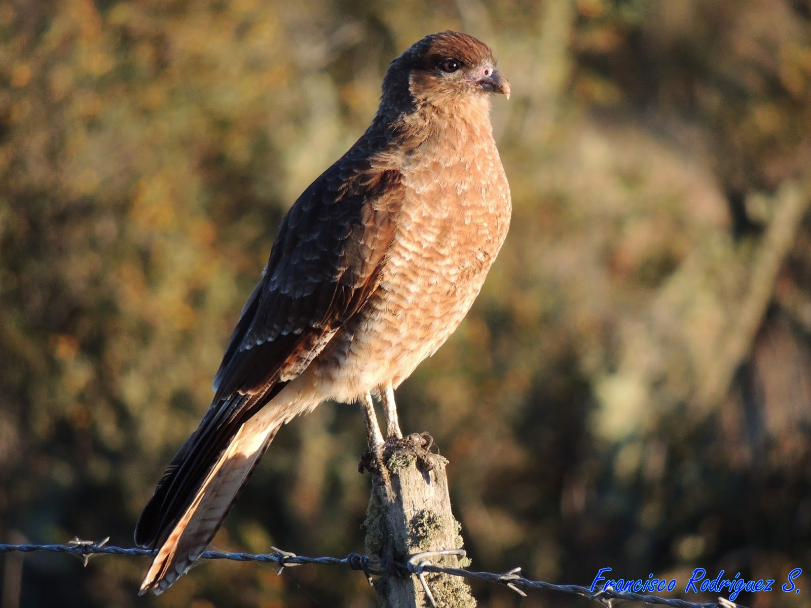 Planeta Silvestre: Milvago chimango (Tiuque)