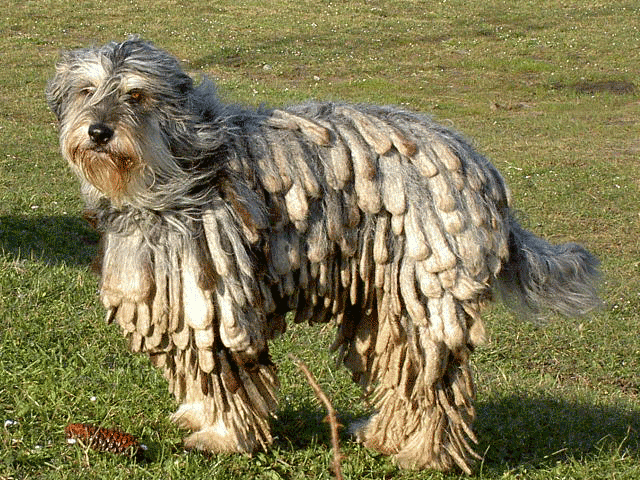 Aylmer to Zazzoo and Beyond: Komondor: The Rasta Dog